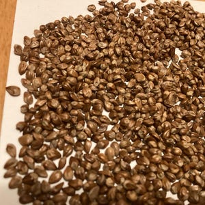 Eastern Red Cedar Tree Seeds (JUNIPERUS VIRGINIANA) (2024 New Supply ...