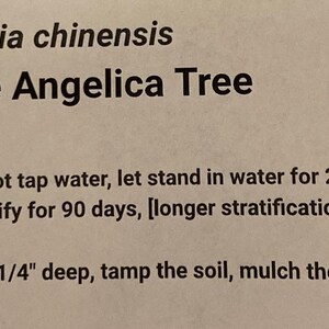 Chinese Angelica Tree Seeds (ARALIA CHINENSIS) - Etsy