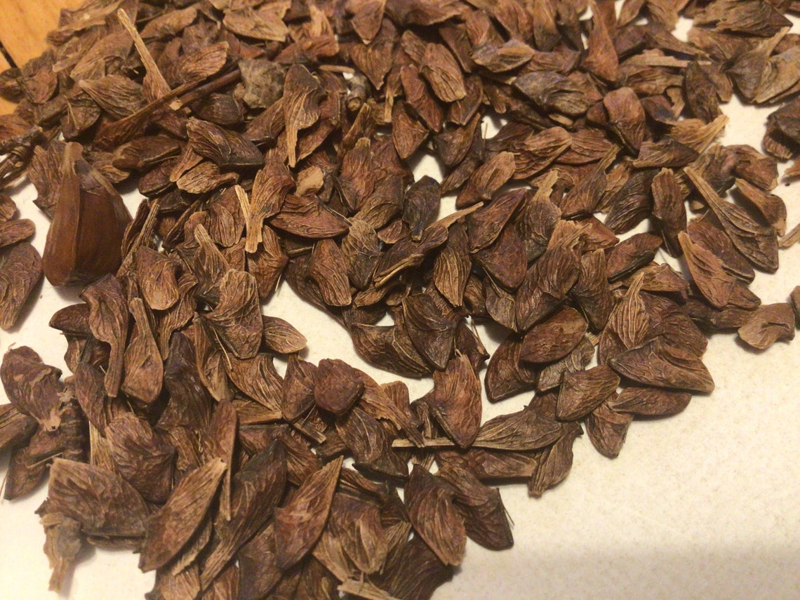 Flame Amur Maple Tree Seeds (ACER TATARICUM Subsp. GINNALA ‘flame’) - Etsy