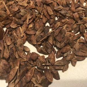 Flame Amur Maple Tree Seeds (ACER TATARICUM Subsp. GINNALA ‘flame’) - Etsy