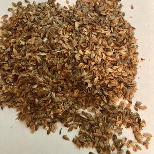 Horsetail Beefwood Tree Seeds (CASUARINA EQUISETIFOLIA ) (beach Sheoak ...