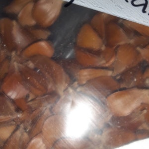 European Beech Tree Seeds FAGUS SYLVATICA beechnut - Etsy