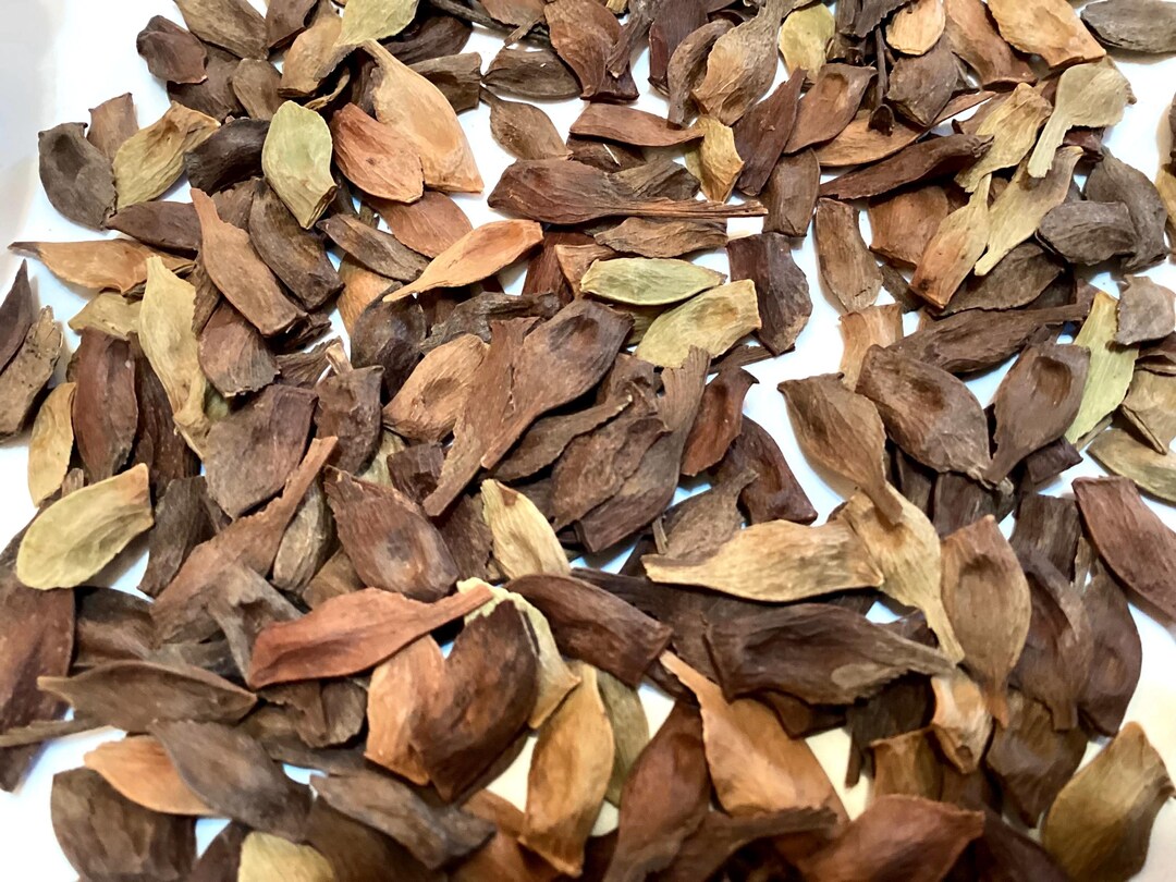 Moose Maple Tree Seeds (acer Pensylvanicum) - Etsy