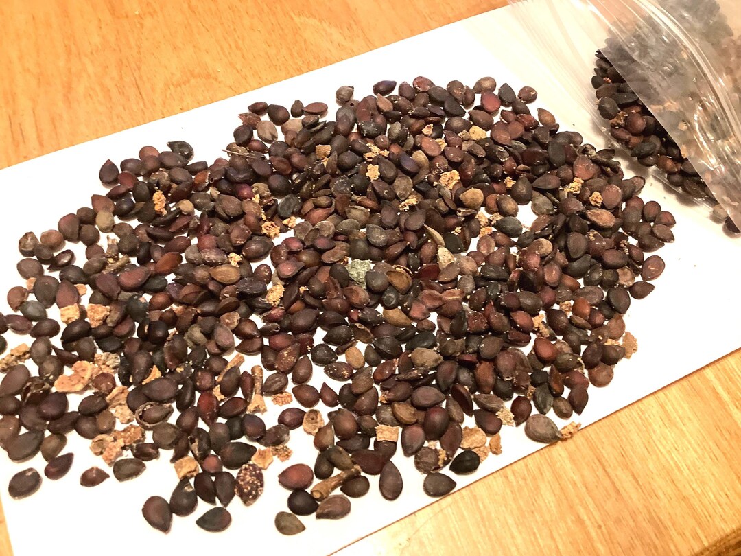 Asian Pear Tree Seeds (PYRUS PYRIFOLIA) (chinese Sand Pear) - Etsy