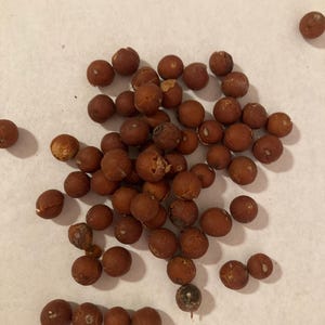 Lote Tree Seeds (CELTIS AUSTRALIS) (european Nettle) (mediterranean ...