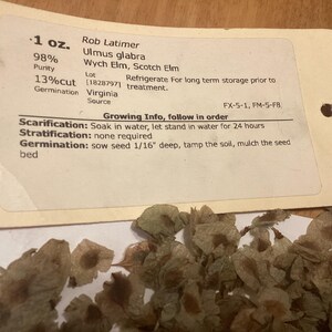 Scotch Elm Tree Seeds (ULMUS GLABRA) (wych Elm) - Etsy
