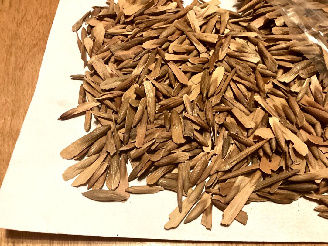 American Ash Tree Seeds (FRAXINUS AMERICANA) - Etsy