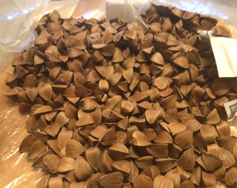 1 American Beech Tree fagus Grandifolia in a Quart Container - Etsy