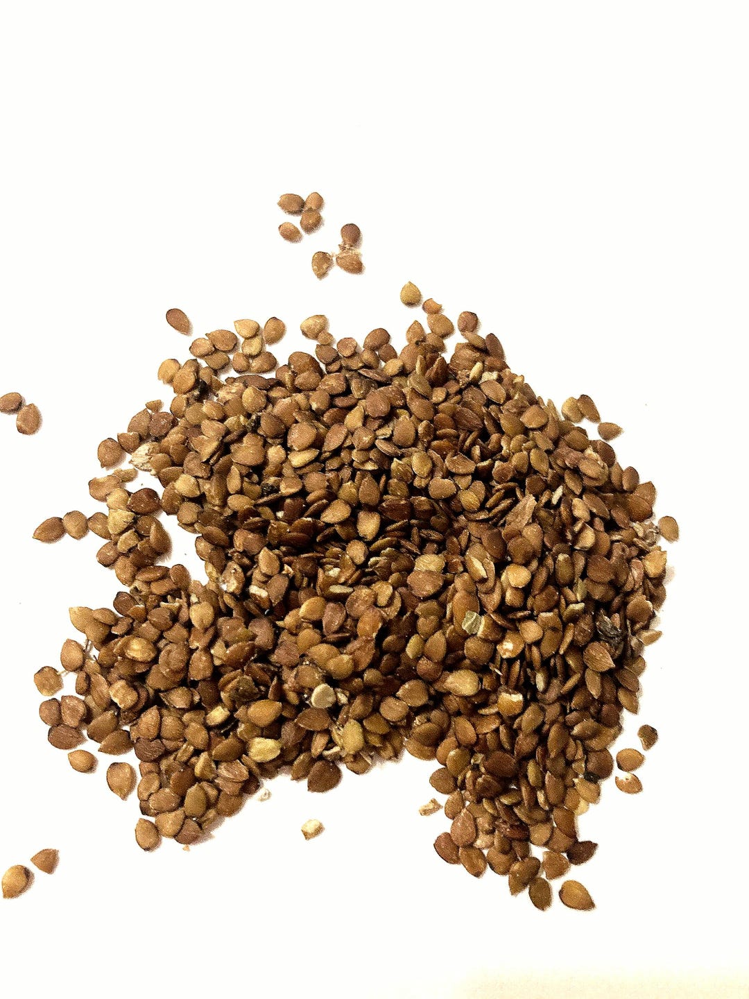 Common Elm Tree Seeds (ULMUS AMERICANA) (white Elm) (water Elm) (gray ...