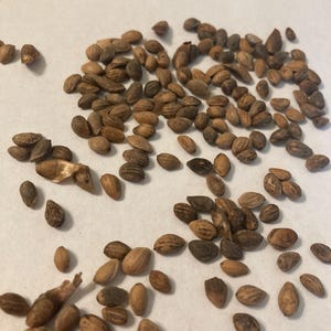 East Mediterranean Pine Tree Seeds (PINUS HALEPENSIS BRUTIA) - Etsy