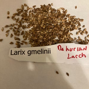 Dahurian Larch Tree Seeds (LARIX GMELINII) (gmelin Larch) - Etsy