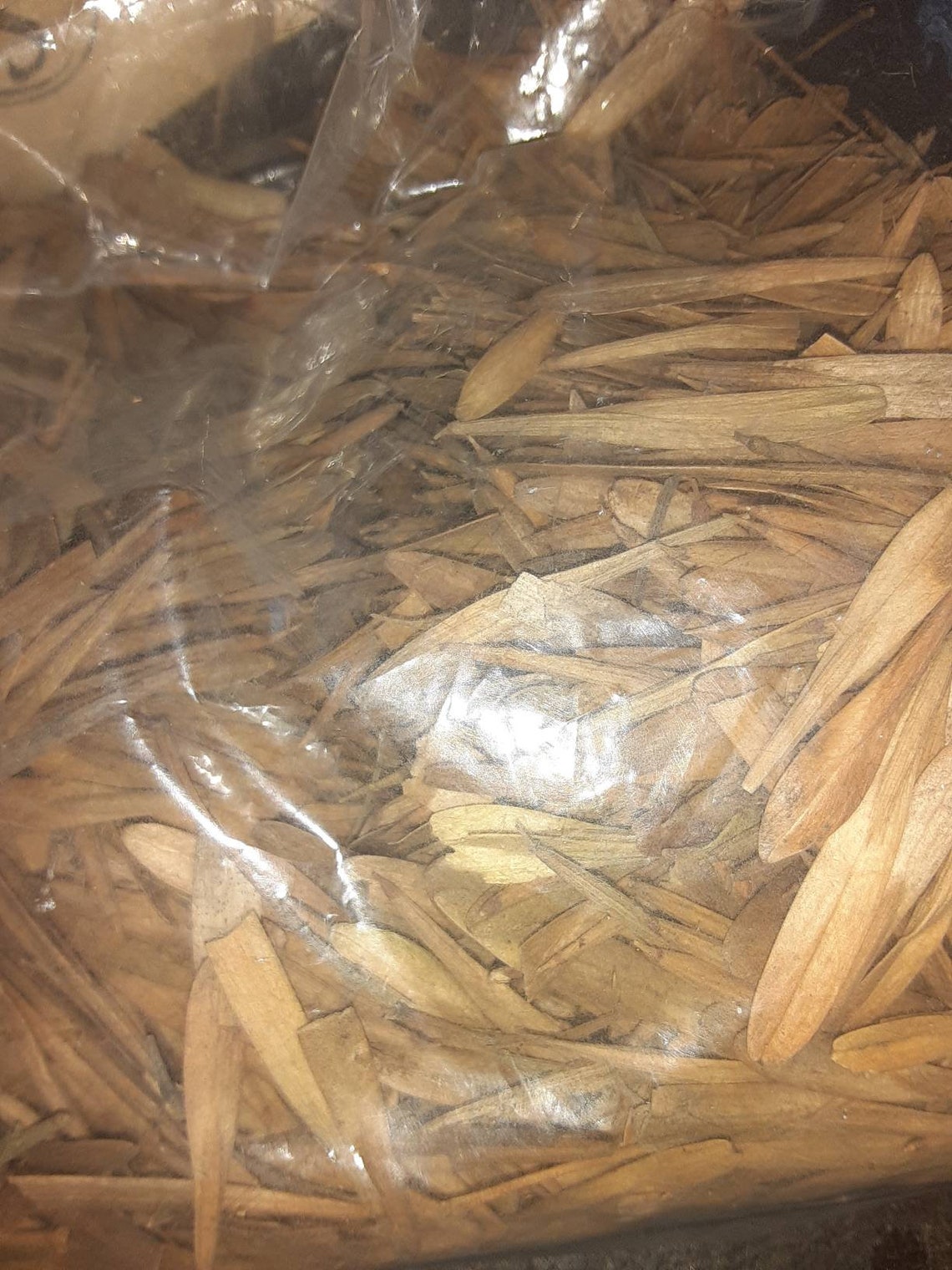 Hardy Chinese Ash Tree Seeds fraxinus Bungeana beakleaf - Etsy