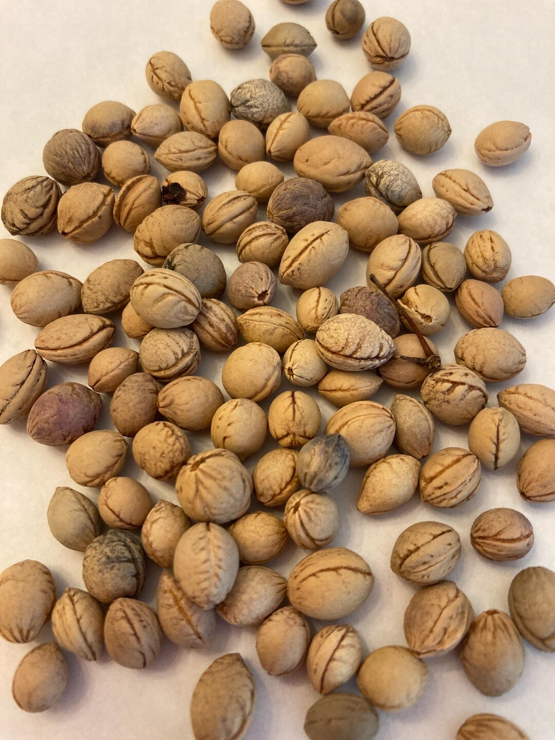 Sand Cherry Tree Seeds (PRUNUS BESSEYI) (bessey's Plum) (western Sand ...