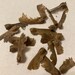 Kihachijo Japanese Maple Tree Seeds (ACER PALMATUM 'kihachijo') - Etsy