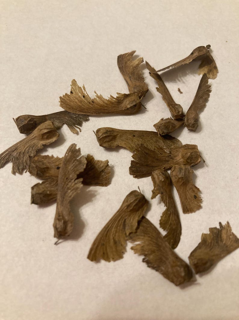 Kihachijo Japanese Maple Tree Seeds (ACER PALMATUM 'kihachijo') - Etsy