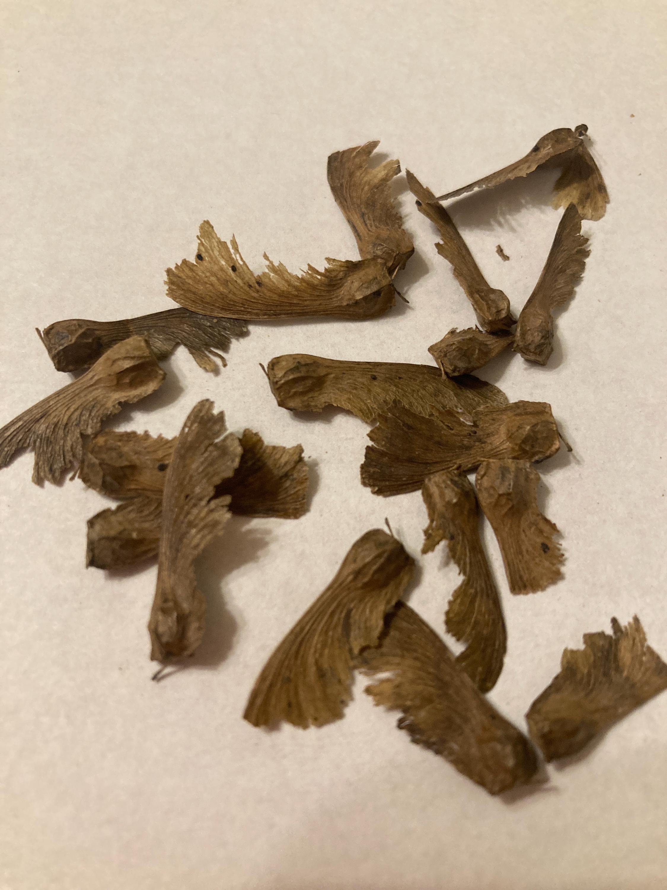 Kihachijo Japanese Maple Tree Seeds (ACER PALMATUM 'kihachijo') - Etsy
