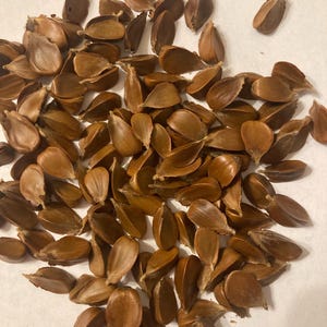 European Beech Tree Seeds (FAGUS SYLVATICA) (beechnut) - Etsy