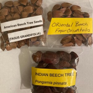 3 Types of BEECH TREE SEEDS (per Order Randomly Chosen) - Etsy