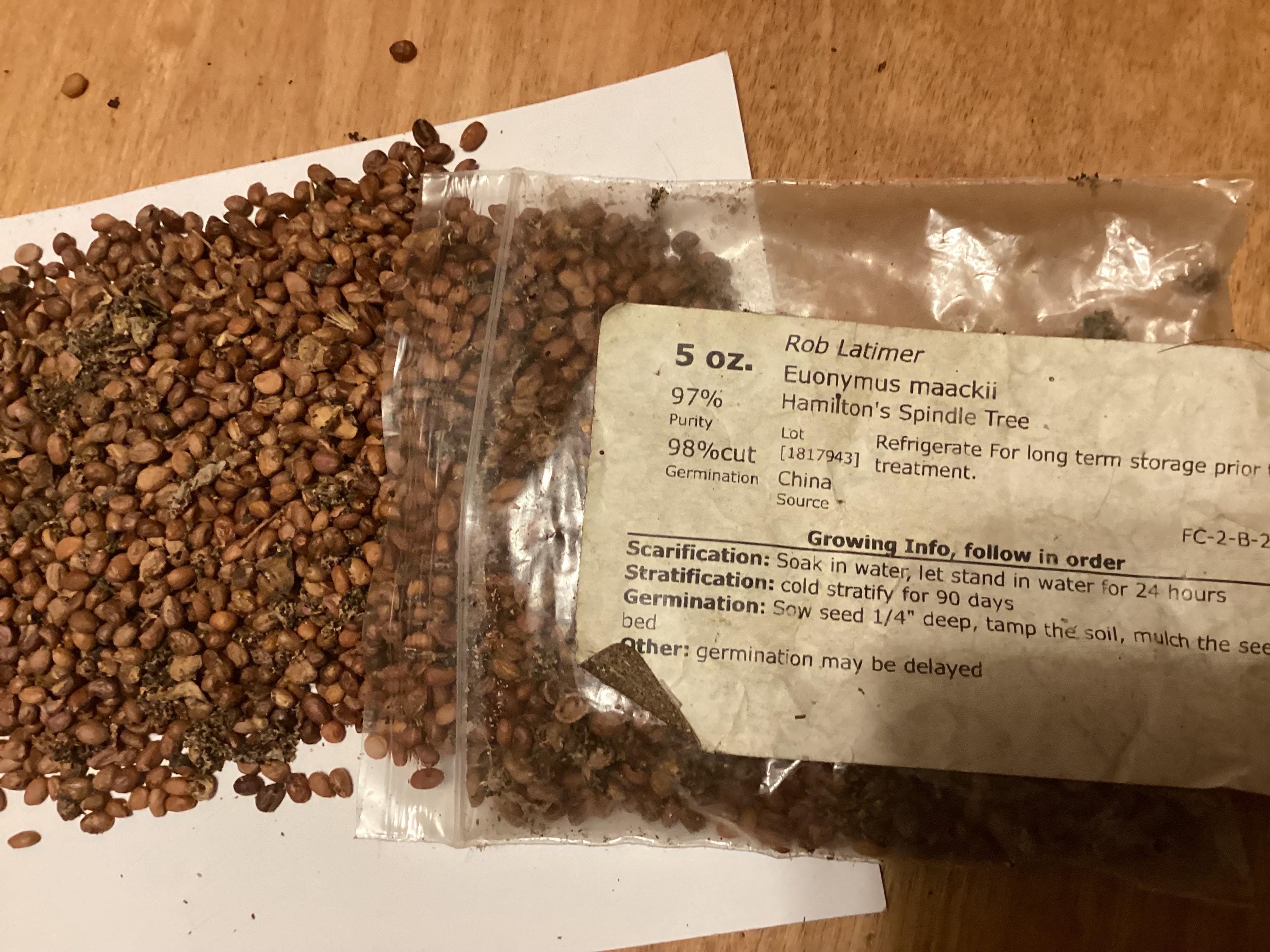 Hamilton's Spindle Tree Tree Seeds (EUONYMUS MAACKII) - Etsy