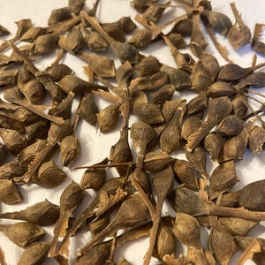 Balkan Maple Tree Seeds (acer Hyrcanum) - Etsy