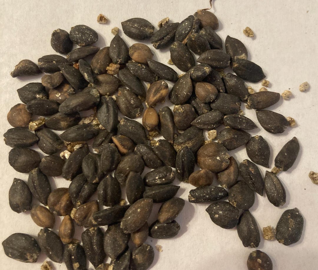Sweetbay Magnolia Tree Seeds (MAGNOLIA VIRGINIANA) (sweetbay) - Etsy