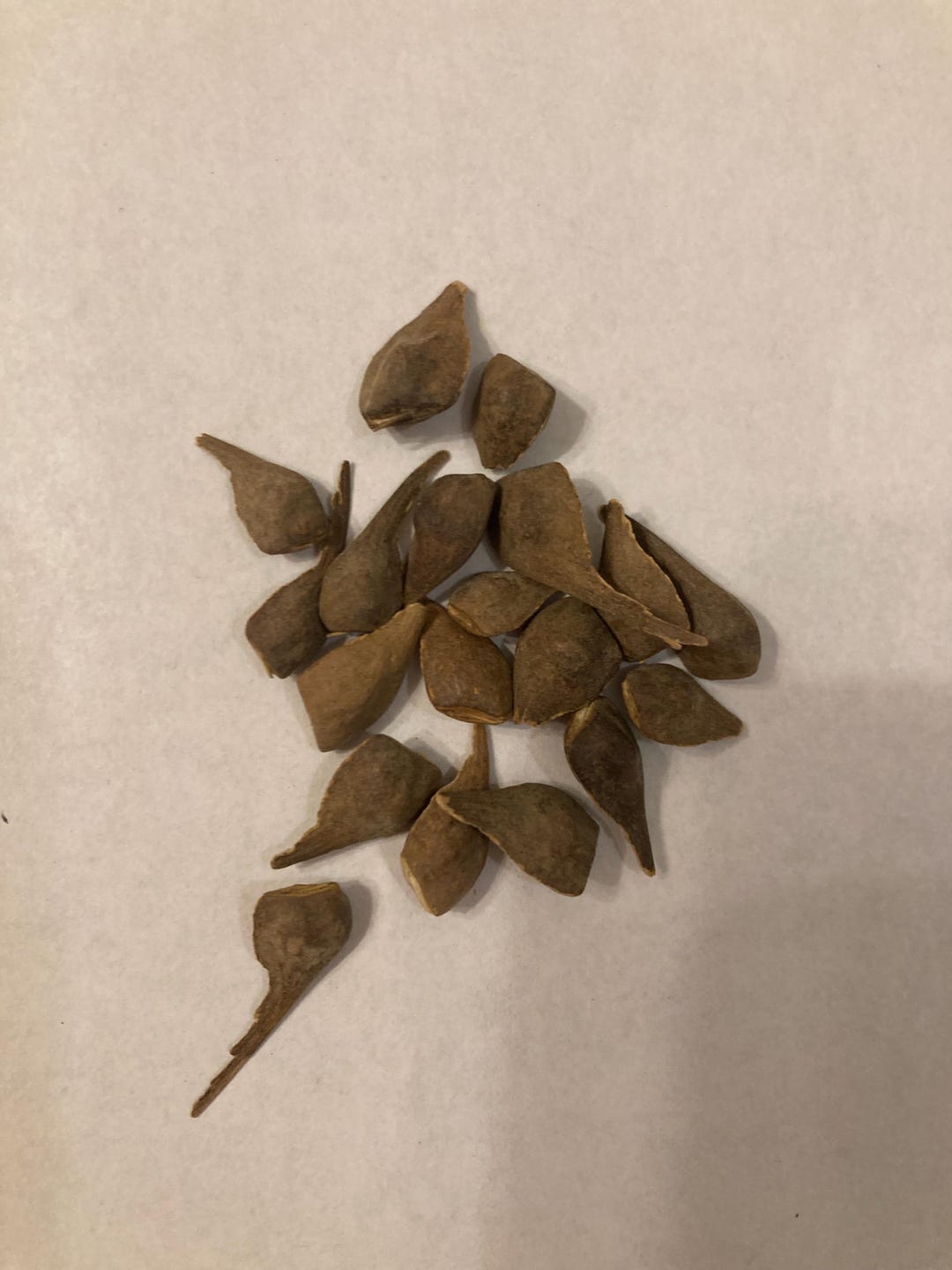 Three Flower Maple Tree Seeds (ACER TRIFLORUM) (rough Bark Maple) - Etsy