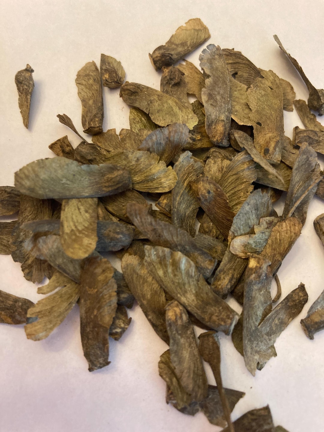 Dwarf Siebold Maple Tree Seeds (acer Sieboldianum 'sode-no-uchi') - Etsy