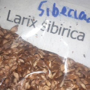 Siberian Larch Tree Seeds (LARIX SIBIRICA) - Etsy