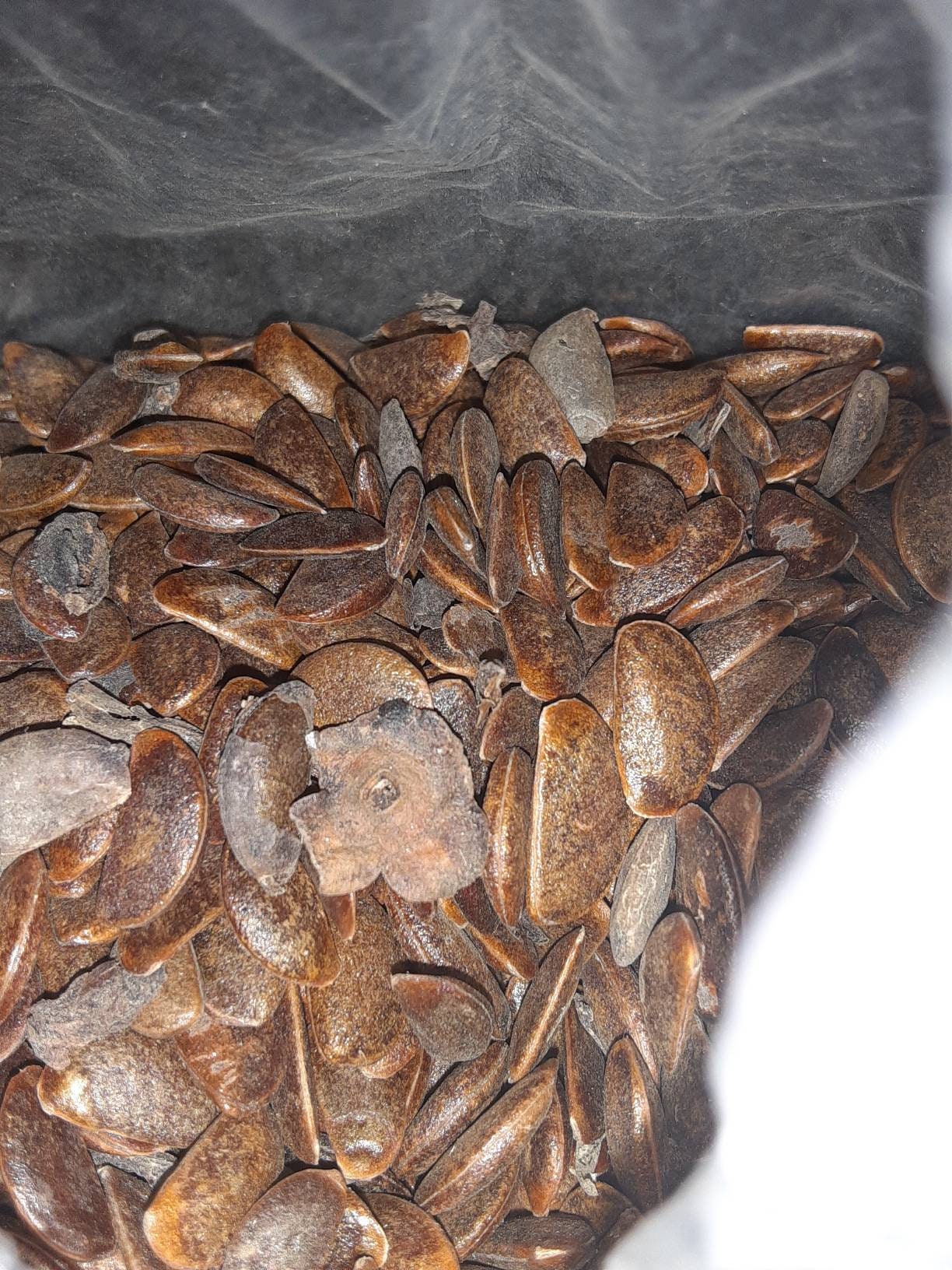 Common Persimmon Tree Seeds diospyros Virginiana - Etsy
