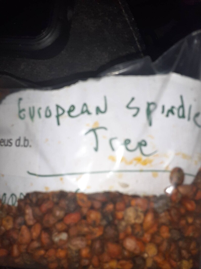 Spindle Tree Seeds (EUONYMUS EUROPAEUS) - Etsy