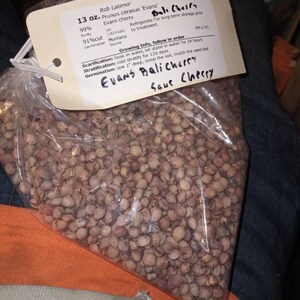 Evans Cherry Tree Seeds prunus Cerasus 'evans' evans Bali Cherry - Etsy