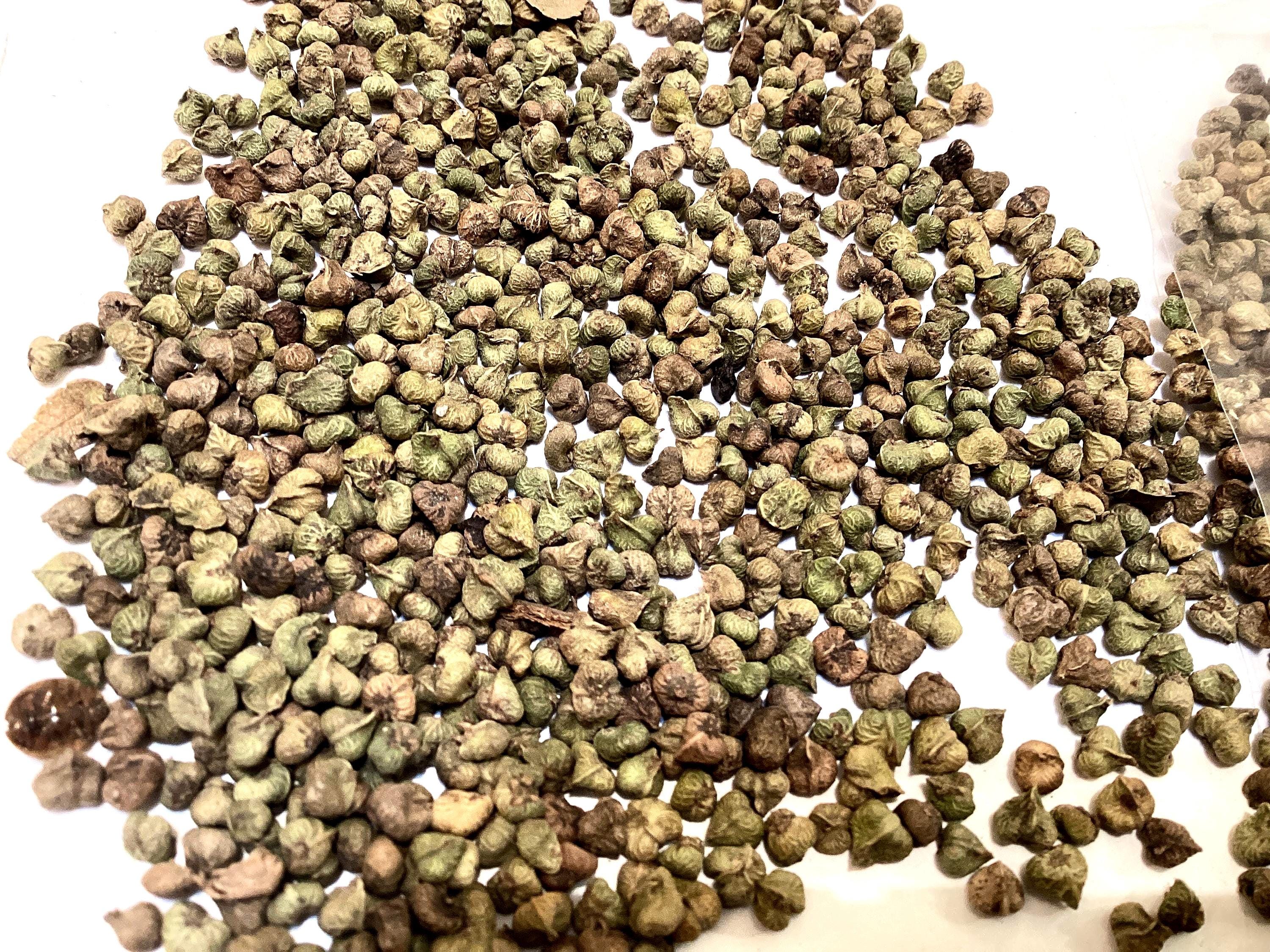Southern Elm Tree Seeds (ZELKOVA SCHNEIDERIANA) (schneider’s Zelkova ...