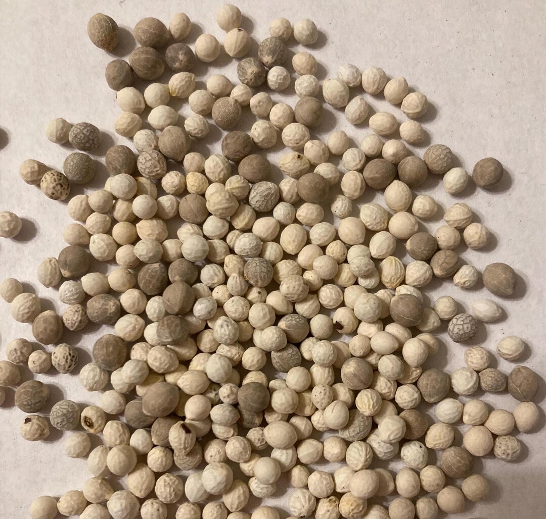 Sugar Hackberry Tree Seeds CELTIS LAEVIGATA sugarberry southern ...