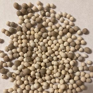 Sugar Hackberry Tree Seeds (CELTIS LAEVIGATA) (sugarberry) (southern ...