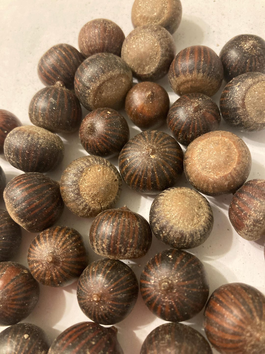 Pin Oak Tree Seeds (QUERCUS PALUSTRIS) (acorns)(spanish Oak) - Etsy