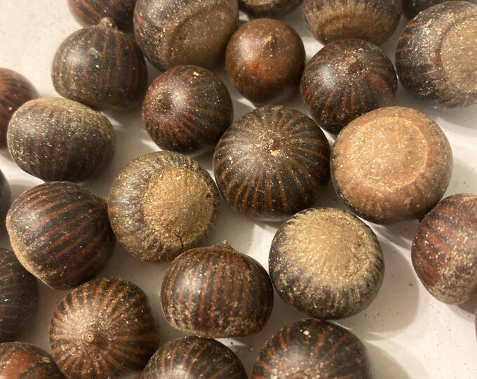Pin Oak Tree Seeds (QUERCUS PALUSTRIS) (acorns)(spanish Oak) - Etsy