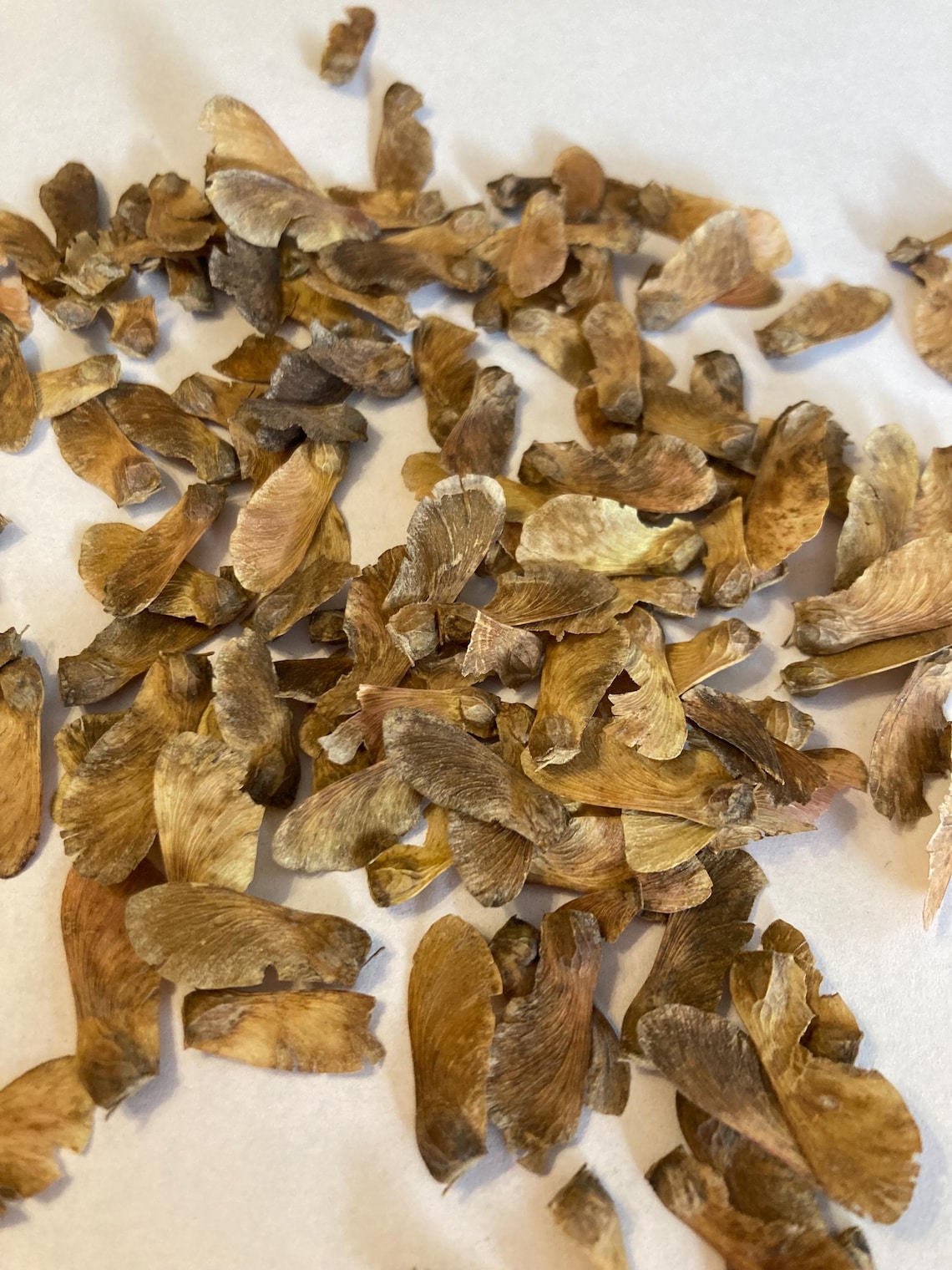 Kihachijo Japanese Maple Tree Seeds (ACER PALMATUM 'kihachijo') - Etsy