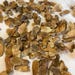 Kihachijo Japanese Maple Tree Seeds (ACER PALMATUM 'kihachijo') - Etsy