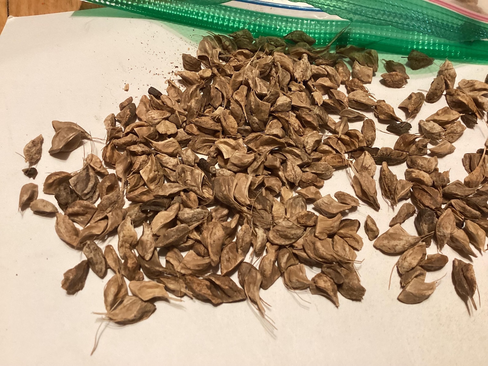 Tulip Poplar Tree Seeds (LIRIODENDRON TULIPIFERA) - Etsy