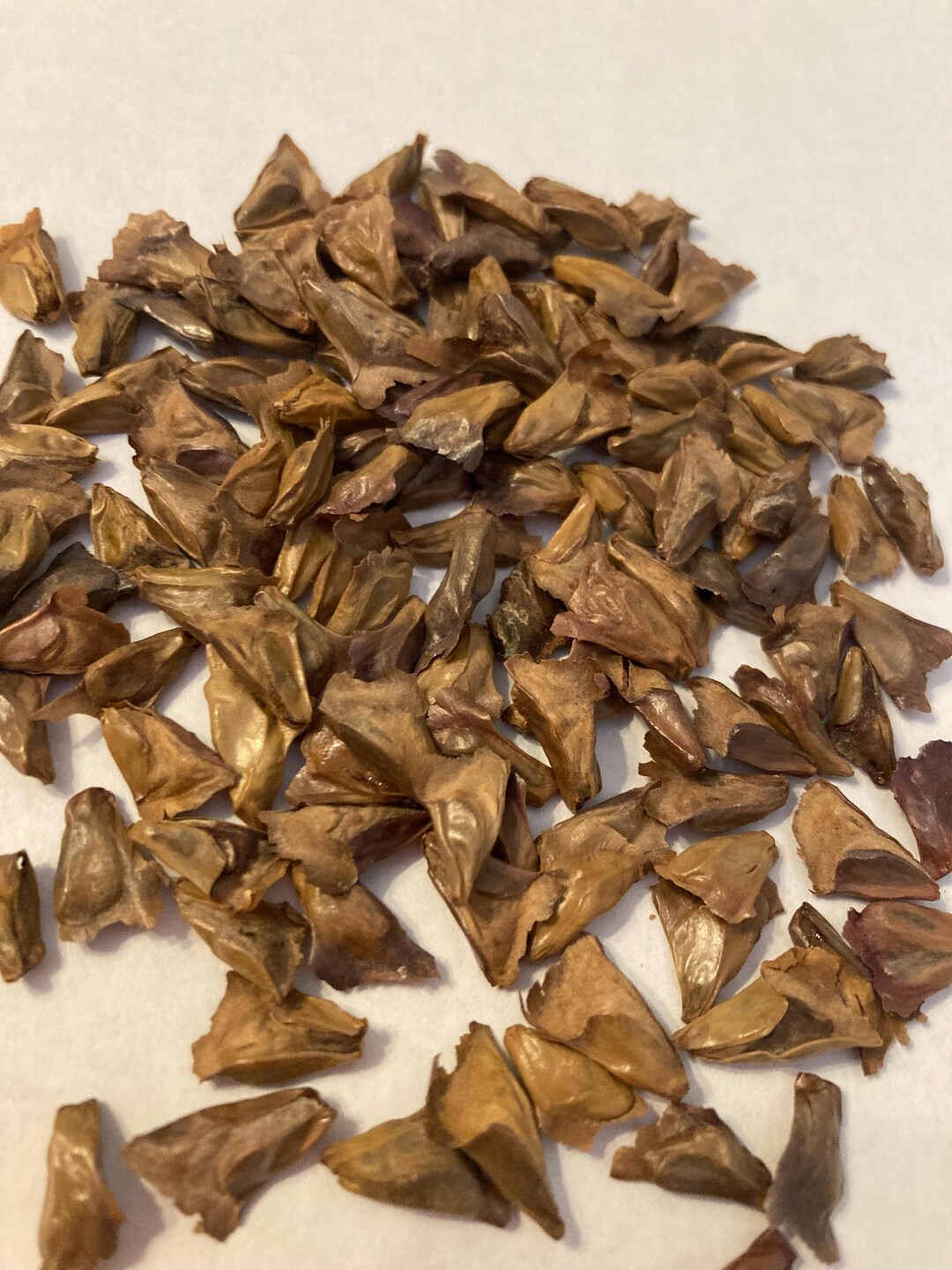 Turkish Fir Tree Seeds (ABIES BORNMULLERIANA) (bornmuller Fir ...