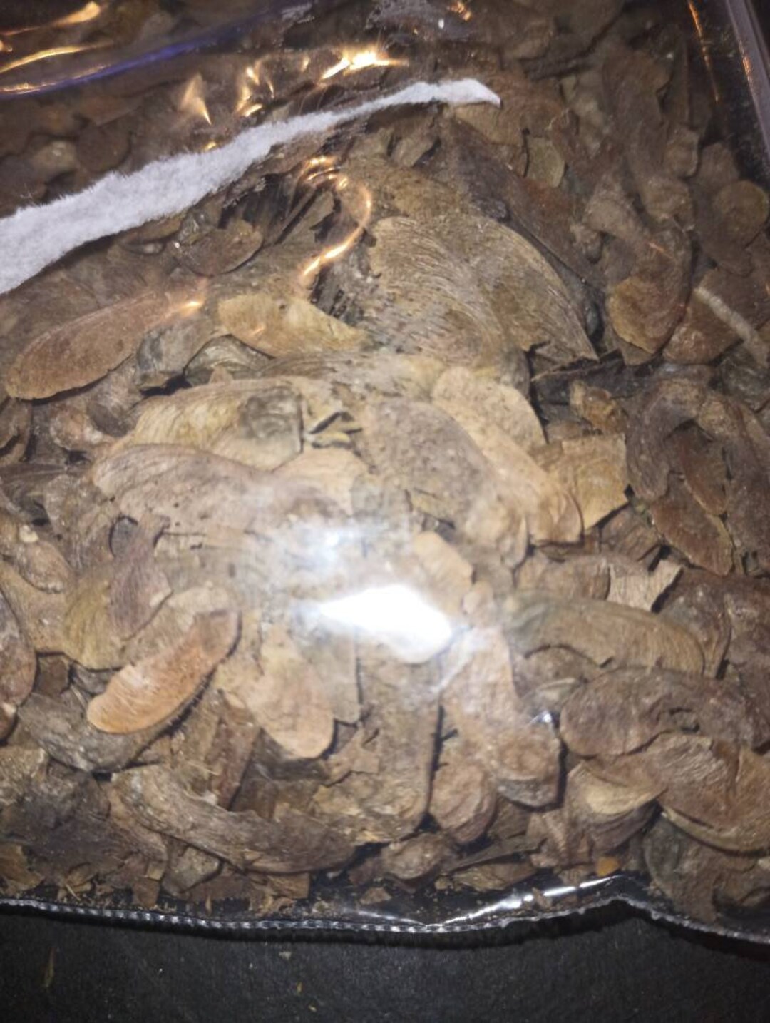 Hogyoku Japanese Maple Tree Seeds acer Palmatum Hogyoku - Etsy