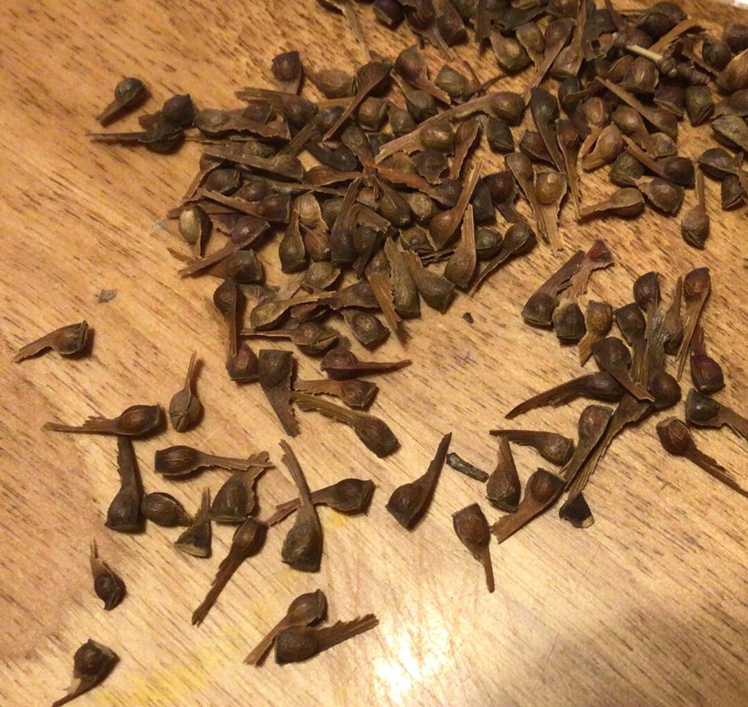 Upright Dissected Green Leaf Japanese Maple Tree Seeds (ACER PALMATUM ...