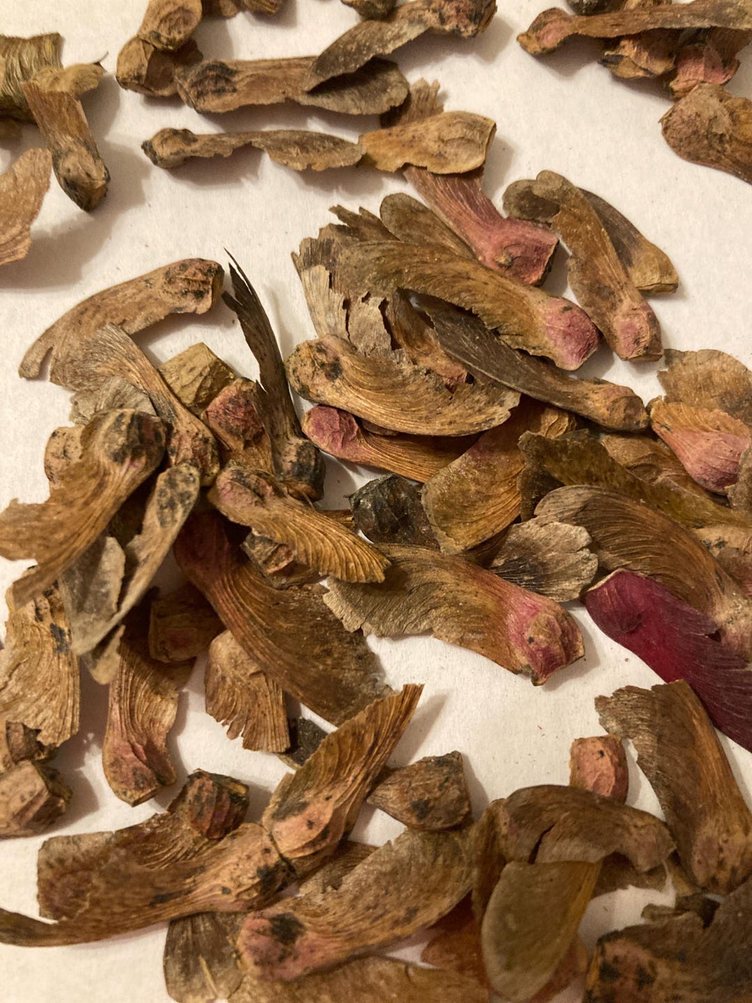 Shojo Japanese Maple Tree Seeds (ACER PALMATUM Shojo) - Etsy