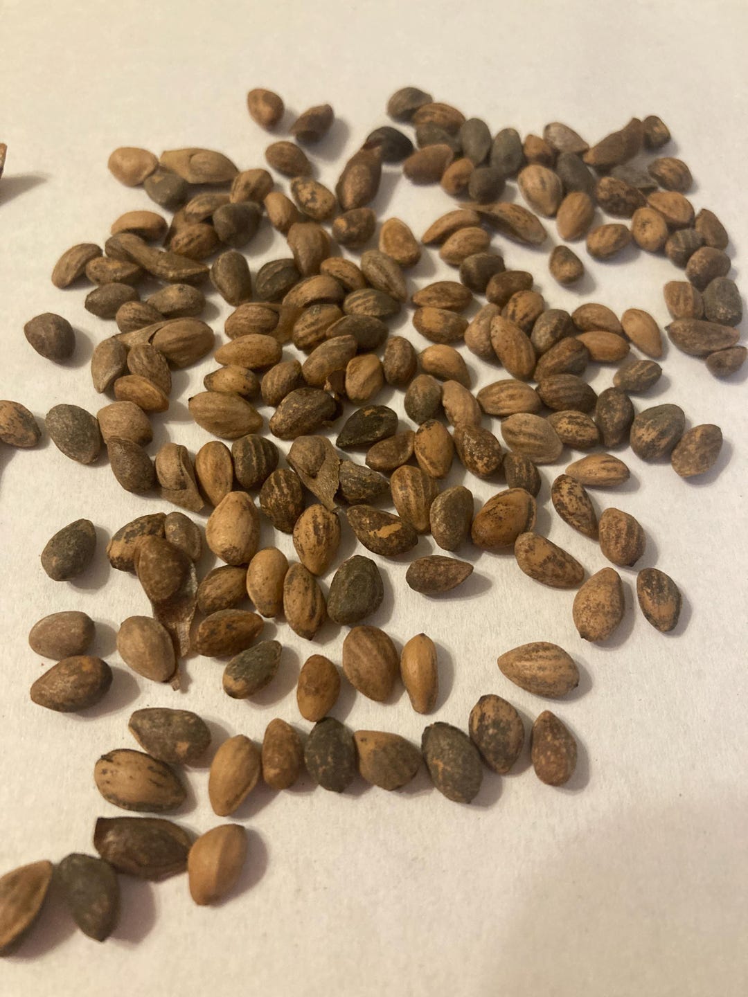 Turkish Pine Tree Seeds (PINUS HALEPENSIS BRUTIA) (calabrian Pine ...