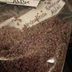 West Himalayan Alder Tree Seeds alnus Nitida - Etsy