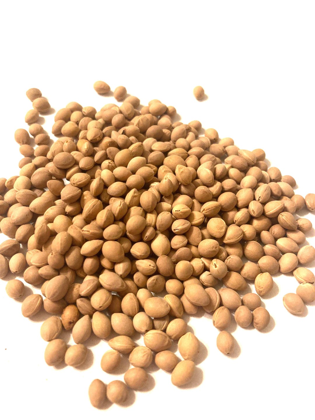 Schubert Chokecherry Tree Seeds (PRUNUS VIRGINIANA 'shubert')(purple Leaved Shurbert Cherry ...