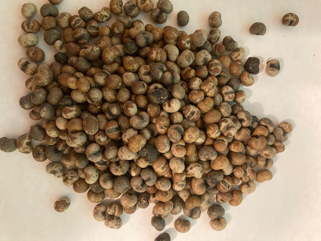 Windmill Palm Tree Seeds (TRACHYCARPUS EXCELSUS) (fotunei) (chinese ...