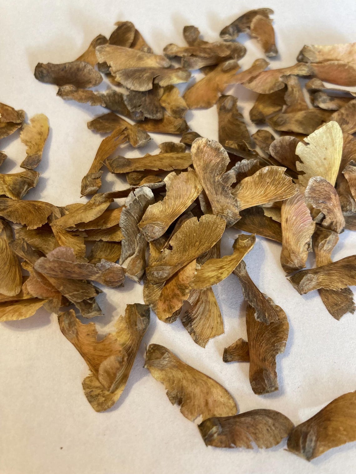 Kihachijo Japanese Maple Tree Seeds (ACER PALMATUM 'kihachijo') - Etsy