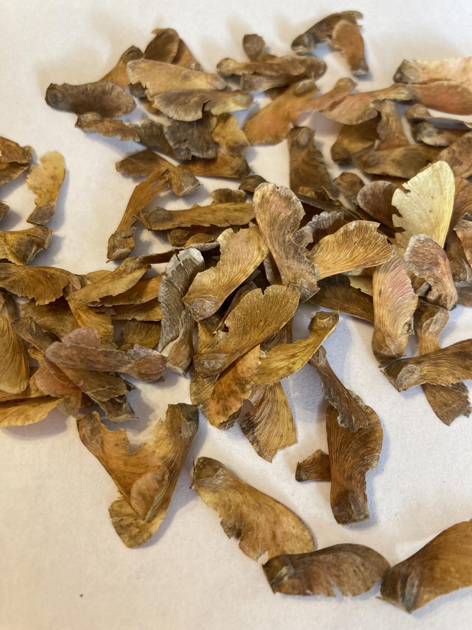 Kihachijo Japanese Maple Tree Seeds (ACER PALMATUM 'kihachijo') - Etsy