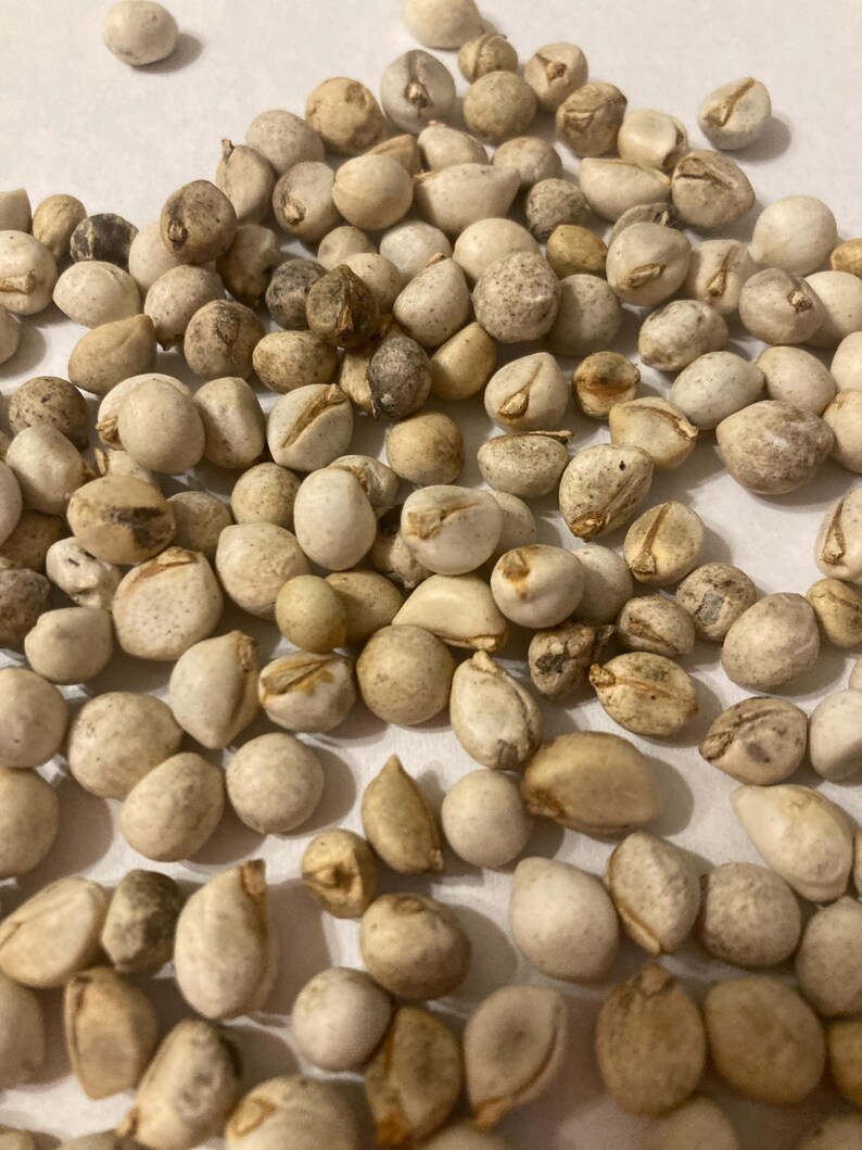 Chinese Tallow Tree Seeds (SAPIUM SEBIFERUM) - Etsy